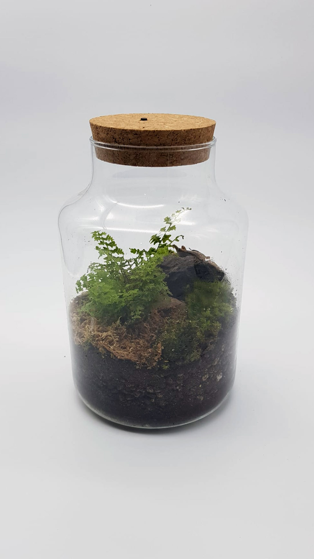 Terrari e Biotopi naturali per le tue ambientazioni verdi